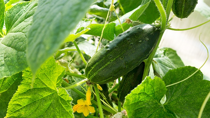 Cucumbers of Anxiety – ALTAIR – Concepts